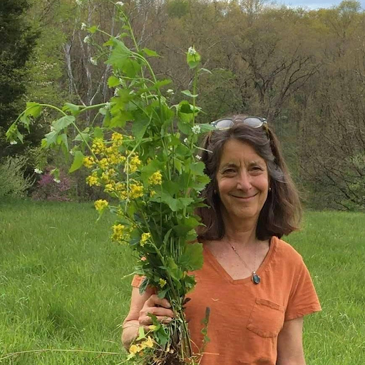 Meet the Cicada Team – Periodical Cicadas