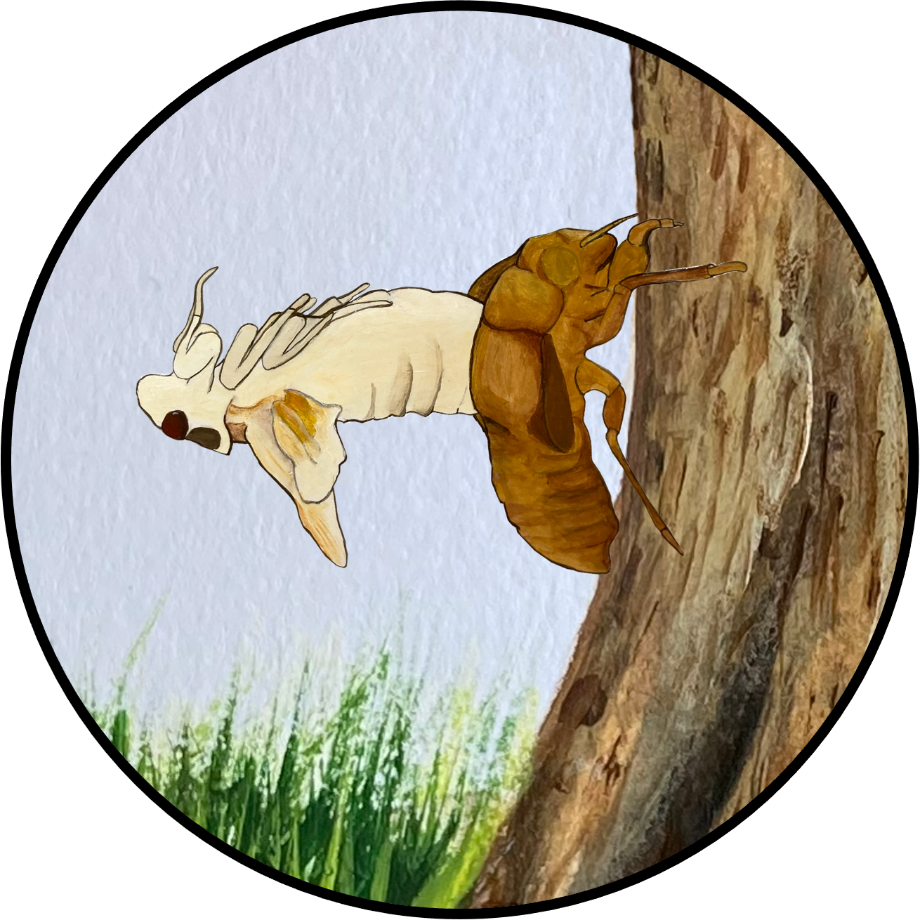 Educational Materials – Periodical Cicadas