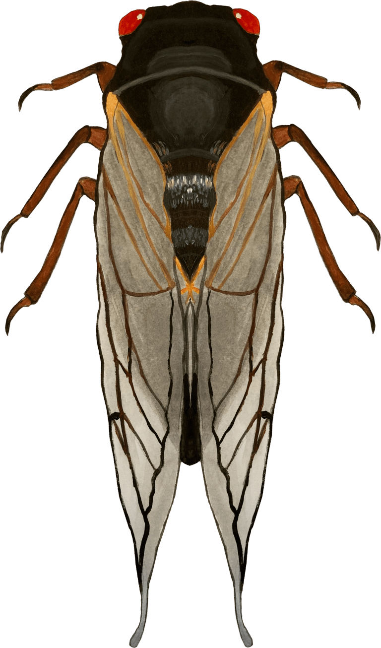 Cicada Art – Periodical Cicadas