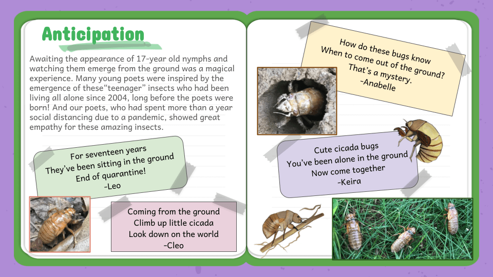 Haiku Contest – Periodical Cicadas