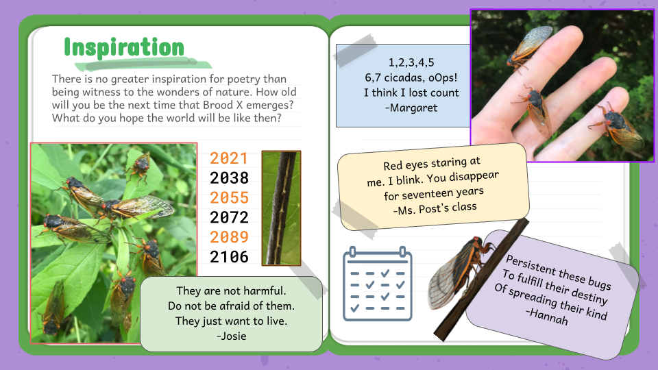 Haiku Contest – Periodical Cicadas